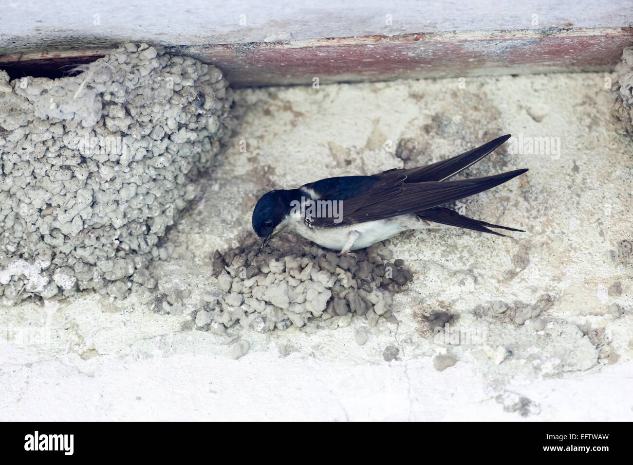 Common house martin birds in hi-res stock photography and images - Alamy