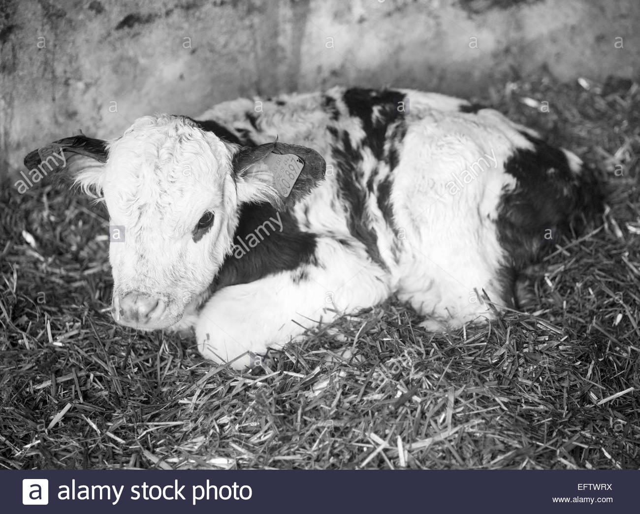 Bcms Stock Photos & Bcms Stock Images - Alamy