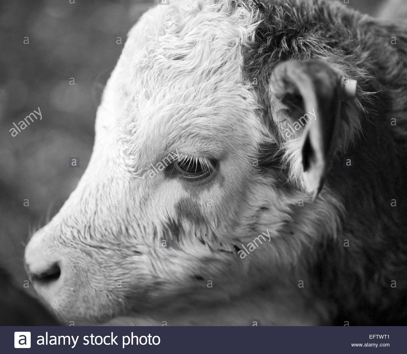 Cow Shed Black and White Stock Photos & Images - Alamy