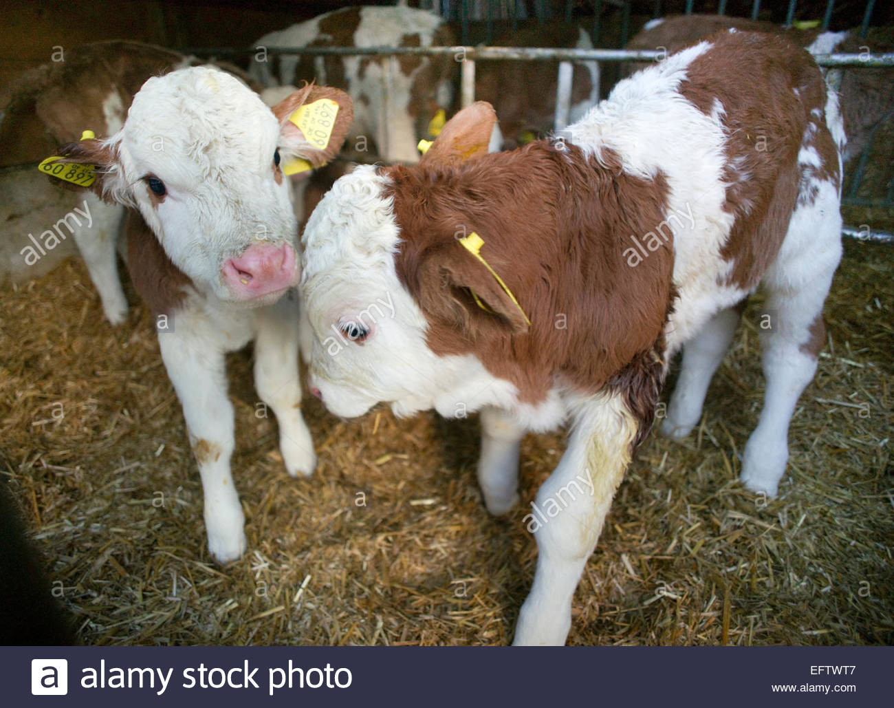 Bcms Stock Photos & Bcms Stock Images - Alamy