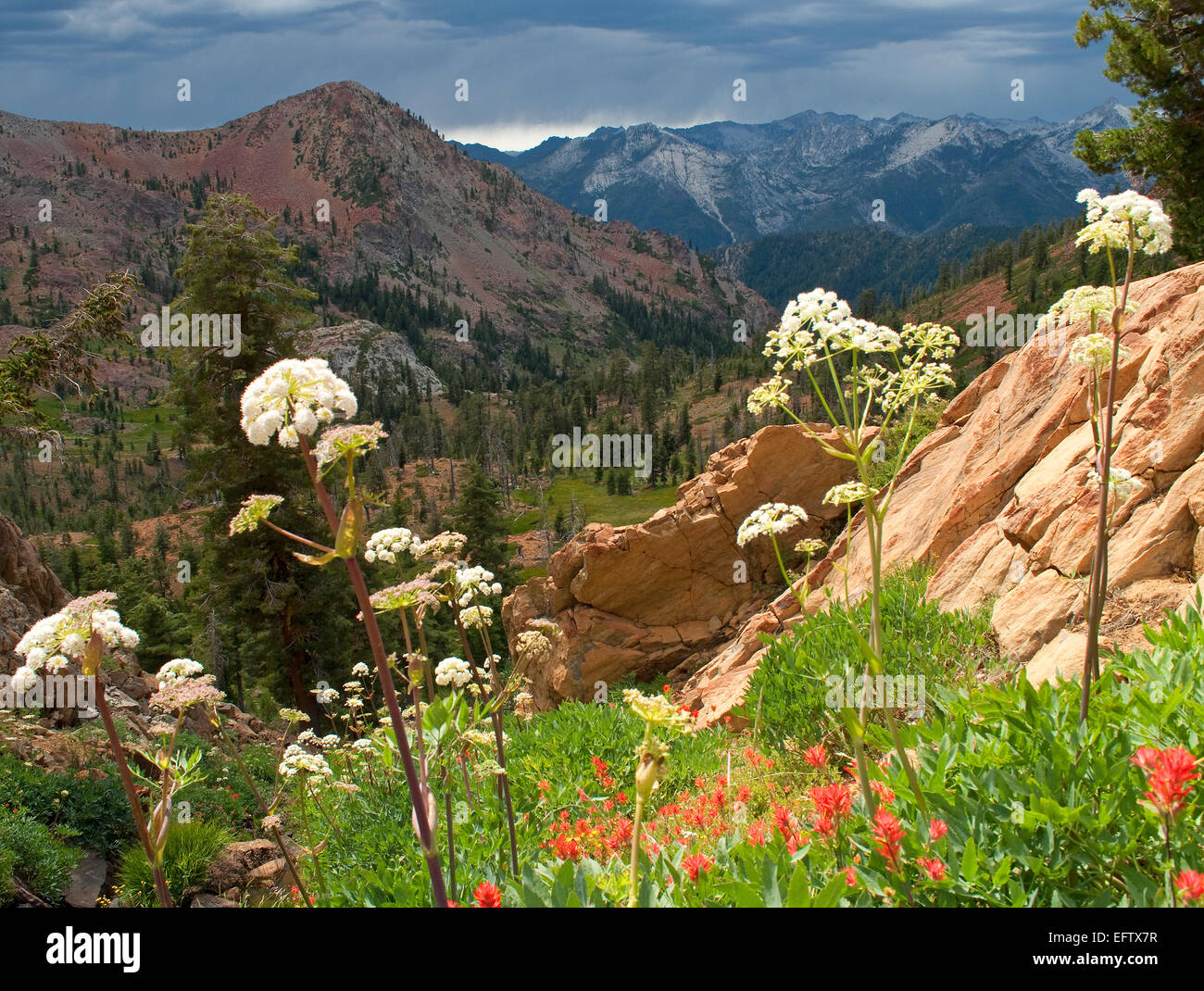 Trinity flower hi-res stock photography and images - Alamy