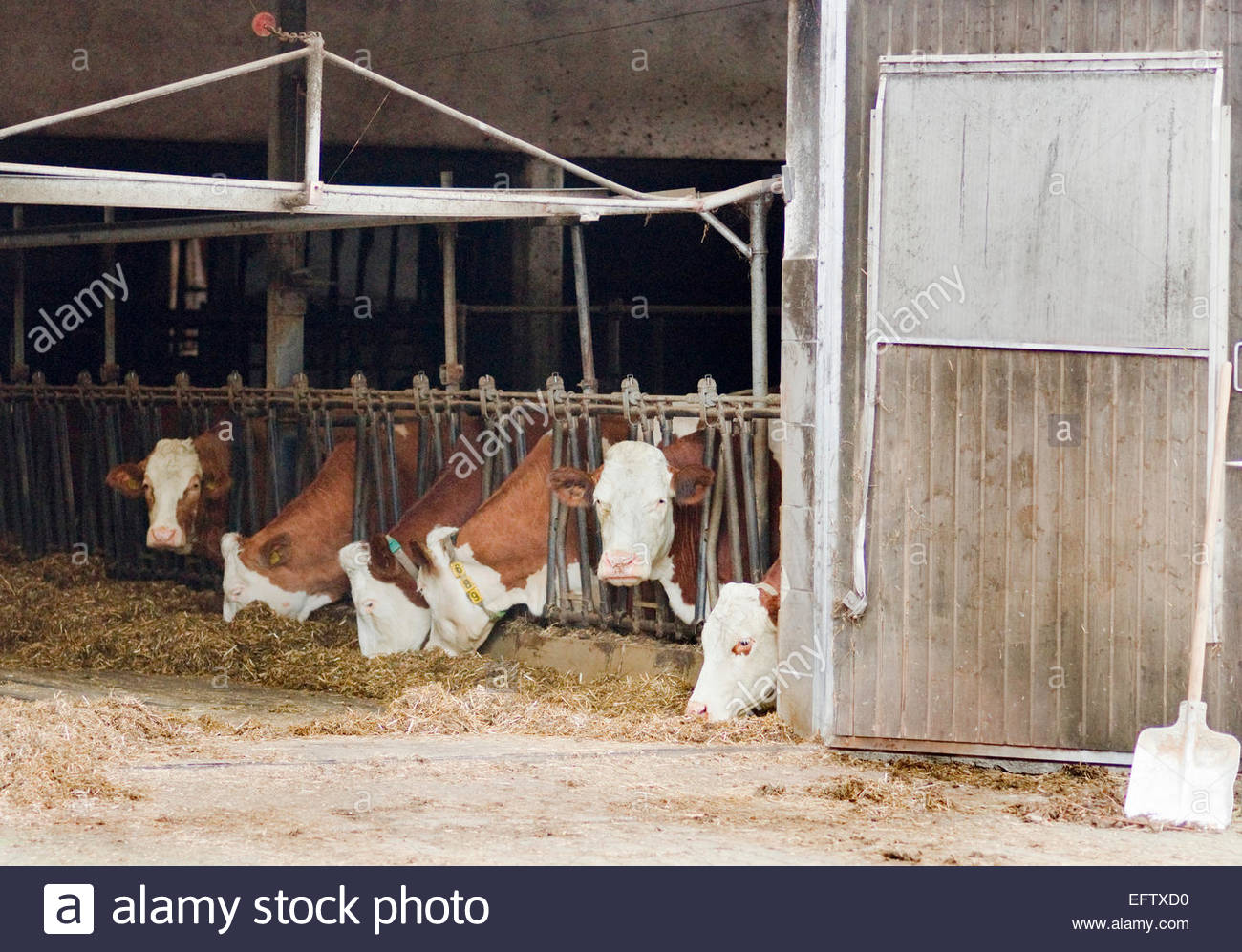 Milking Sheds High Resolution Stock Photography and Images - Alamy