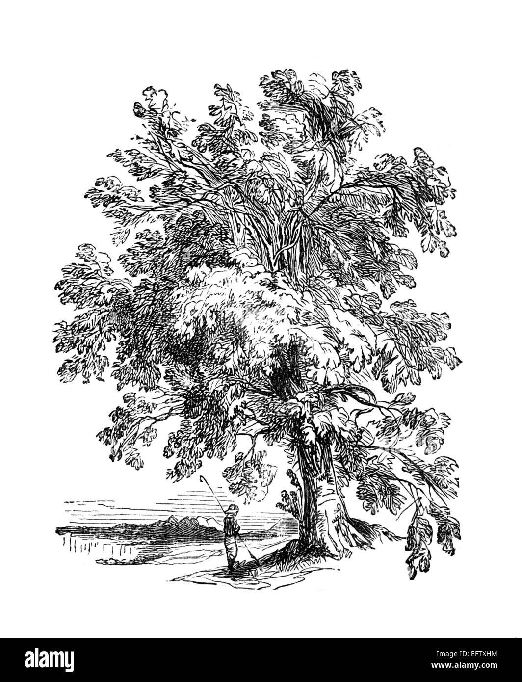 Victorian engraving of a soursop tree. Digitally restored image from a ...