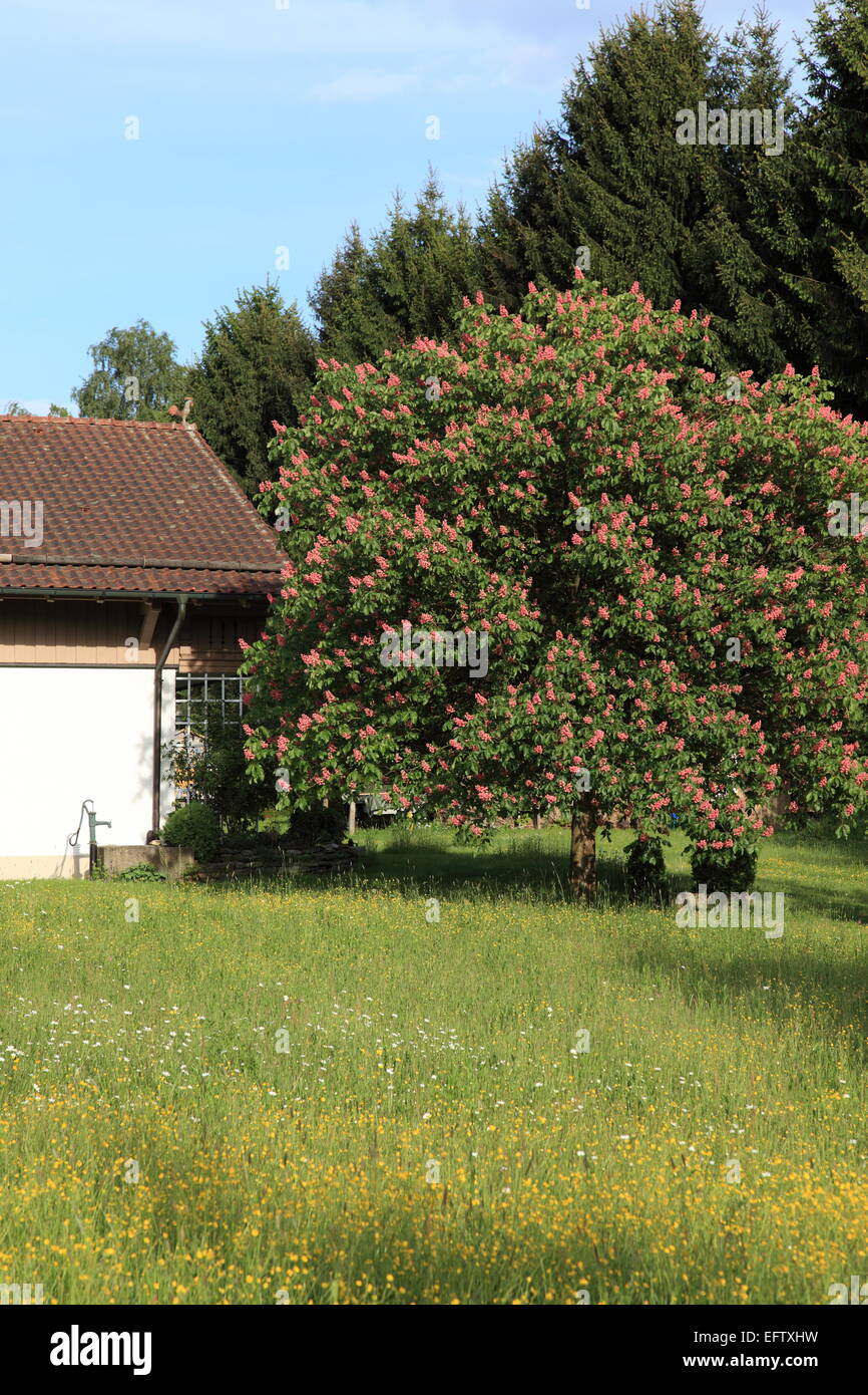 Chestnut tree with bright green leaves, red flowering candles in garden ...
