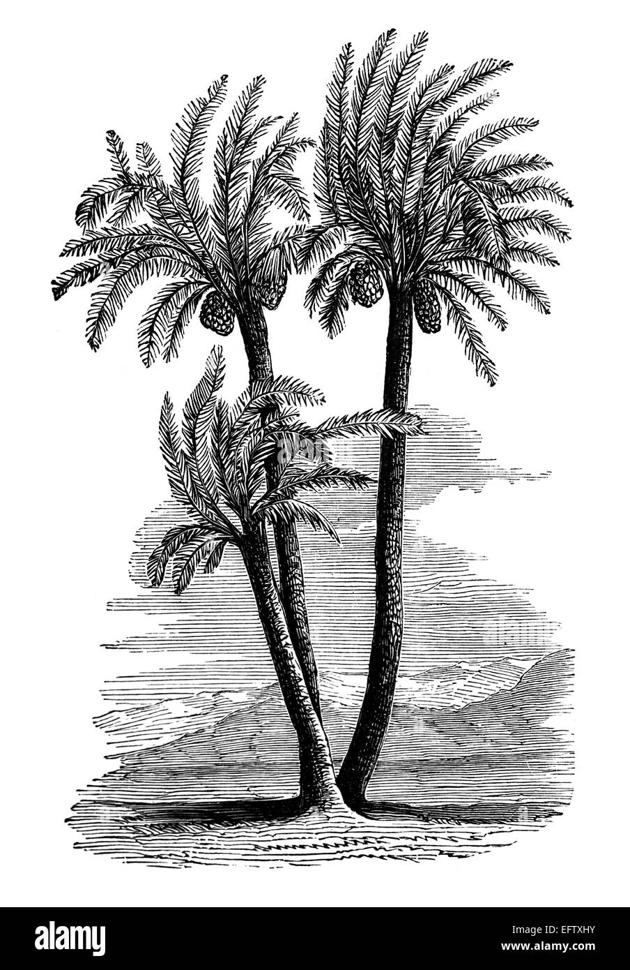 Date trees illustration Black and White Stock Photos & Images - Alamy