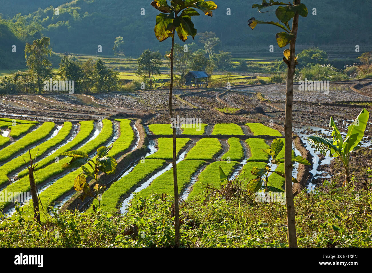Rice paddy fields in the Tachileik District, Shan State, Myanmar ...