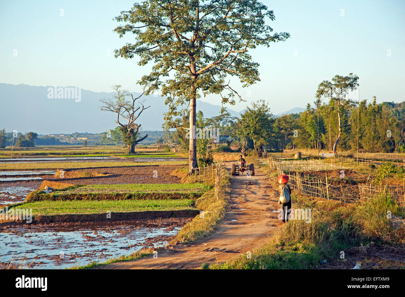 Burmese farmer on tractor riding along rice paddy fields in the ...