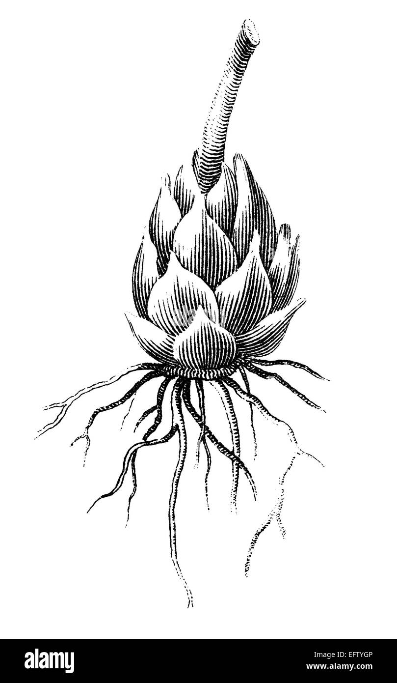 Botanical Illustration Roots