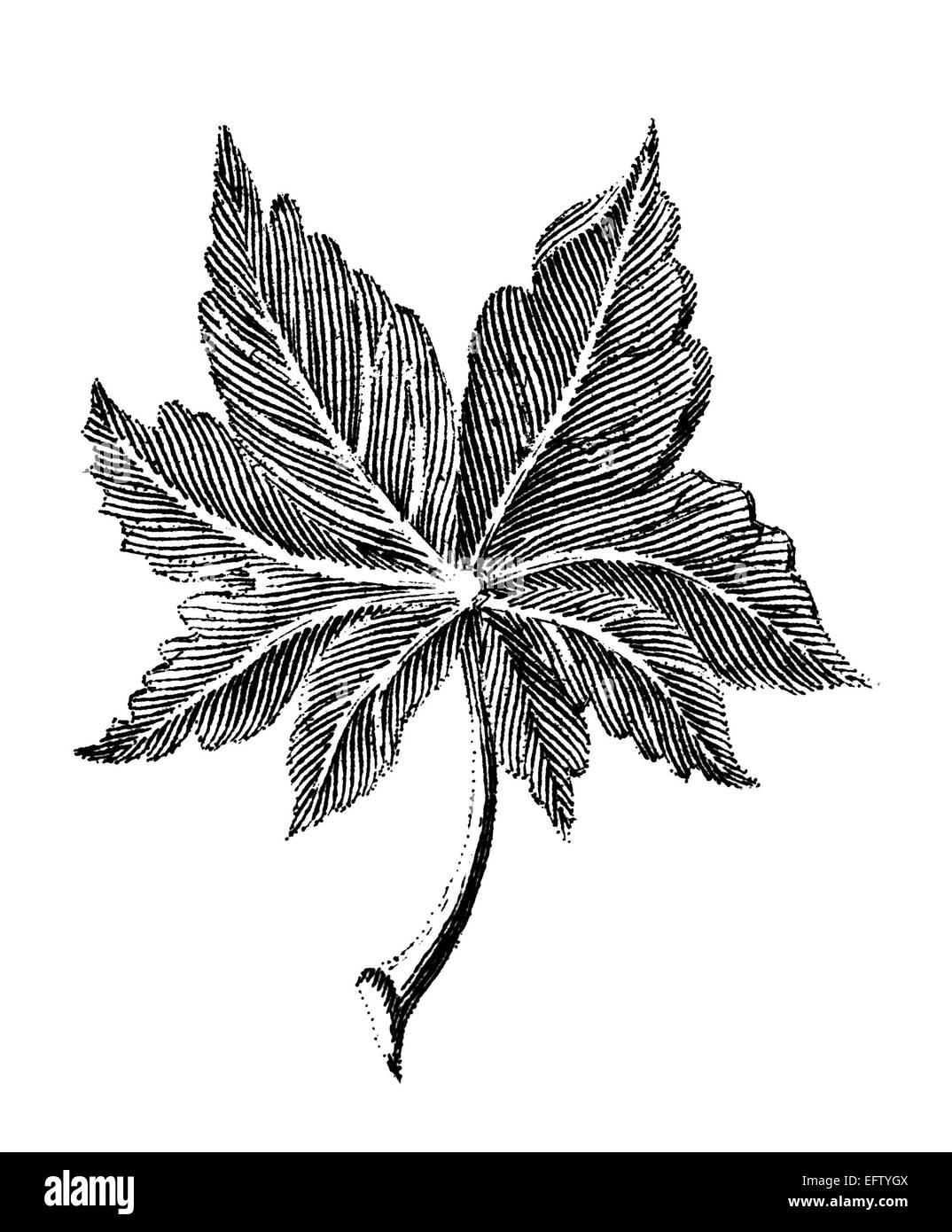 Victorian engraving of a leaf. Digitally restored image from a mid-19th ...
