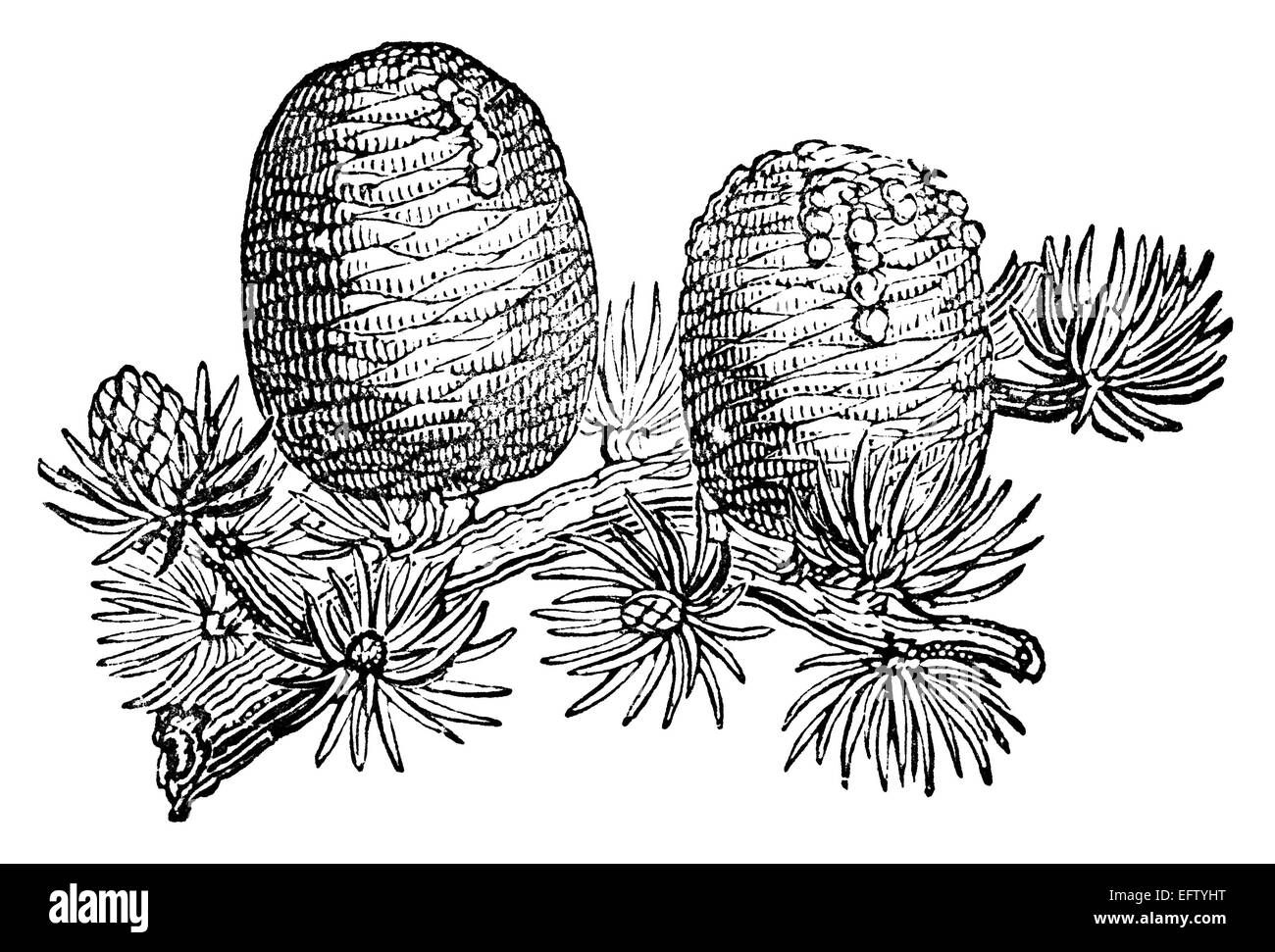 Cedar tree Black and White Stock Photos & Images - Alamy