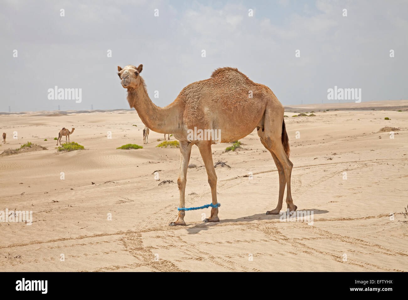 Camels, Dubai Desert, UAE Stock Photo - Alamy
