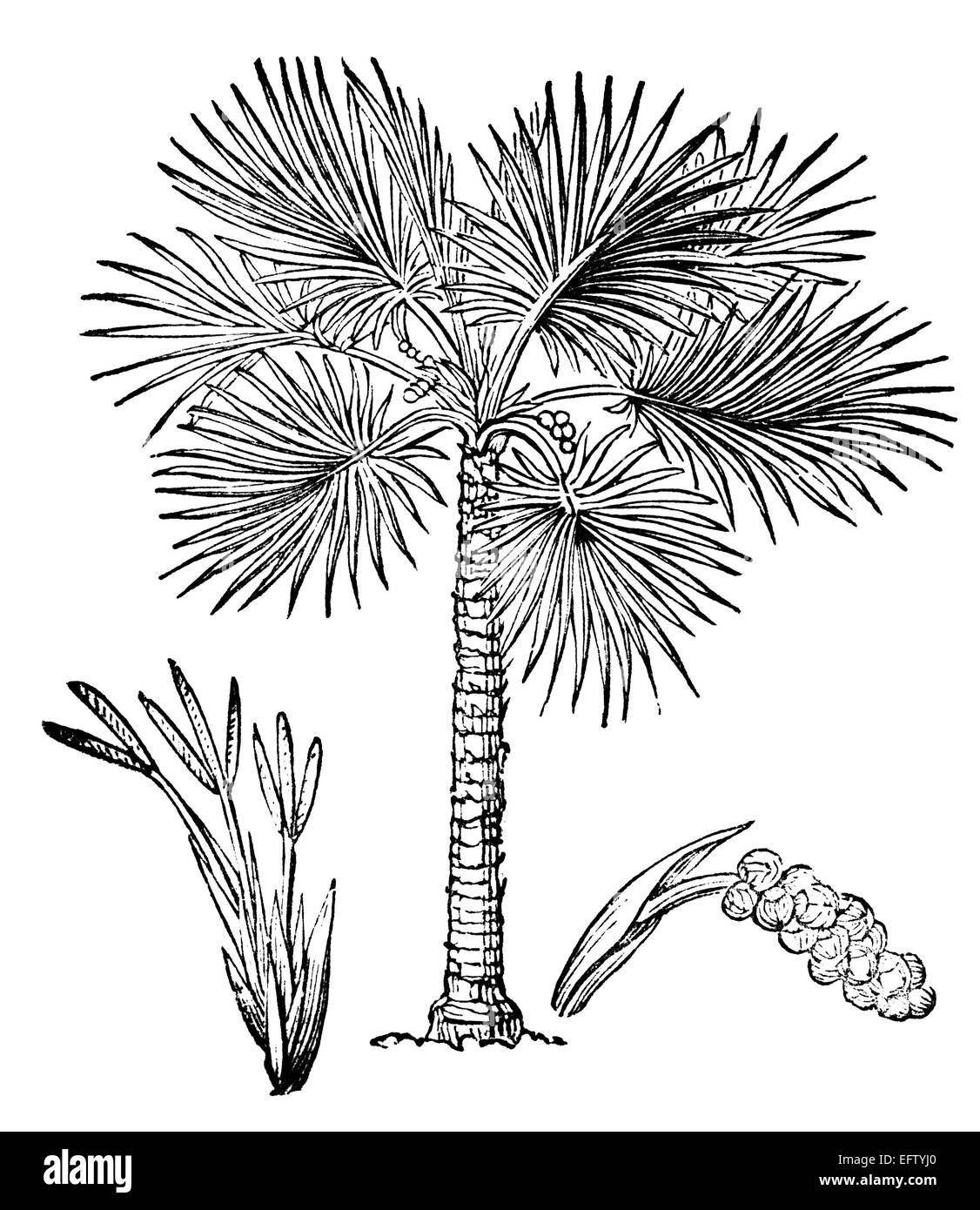 Victorian engraving of a palmyra palm tree. Digitally restored image ...