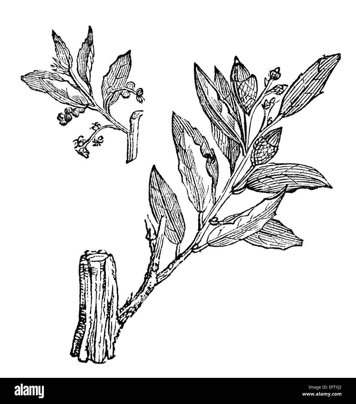 Tree branch drawing Black and White Stock Photos & Images - Alamy