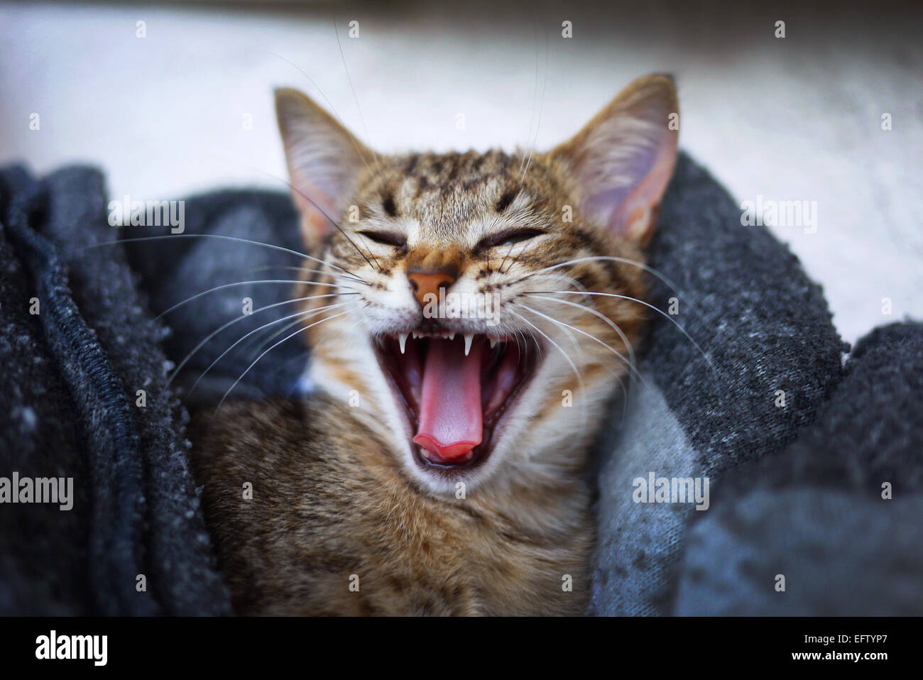 Yawning kitten hi-res stock photography and images - Alamy