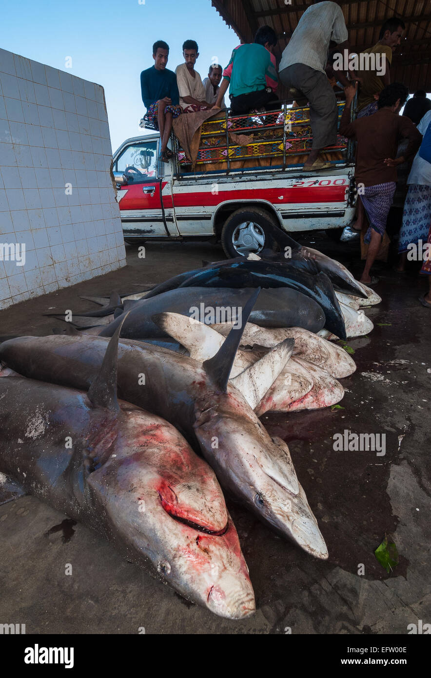 Killed sharks for sale in the famous fish market of the city on May 12 ...