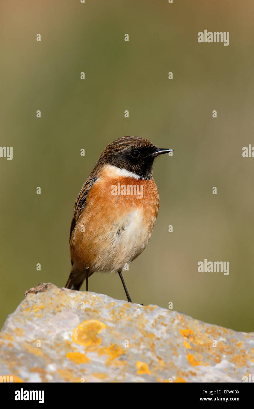 Stonechat, Saxicola torquata, single male on rock, Somerset, January ...