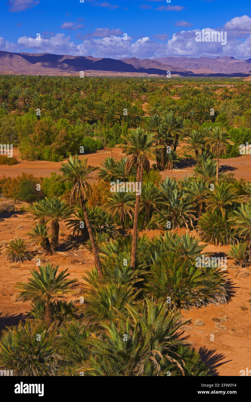 Djebel Kissane, Agdz, Palm Grove, Oasis, Draa Valley, Souss-Massa-Dra ...