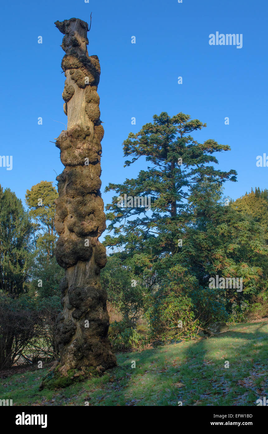 Tall pollarded tree in sunlit woodland scene Stock Photo - Alamy
