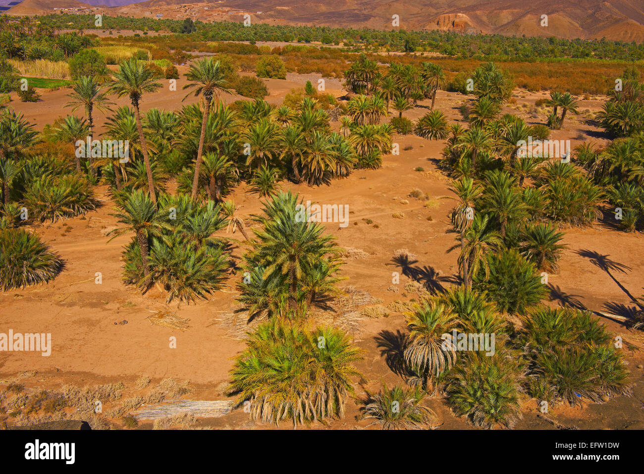 Djebel Kissane, Agdz, Palm Grove, Oasis, Draa Valley, Souss-Massa-Dra ...