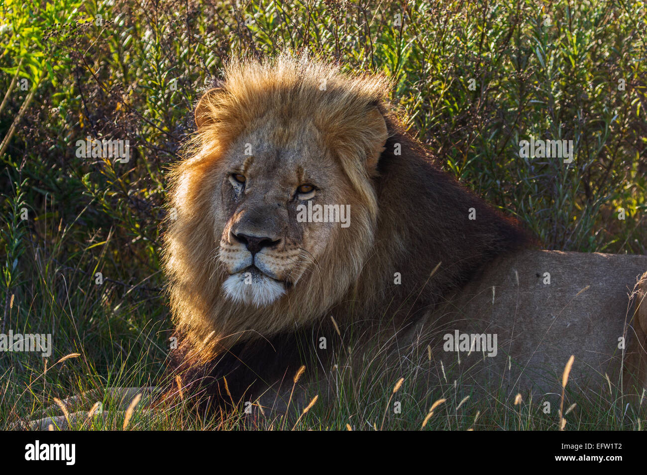 Lion resting in grassland hi-res stock photography and images - Alamy