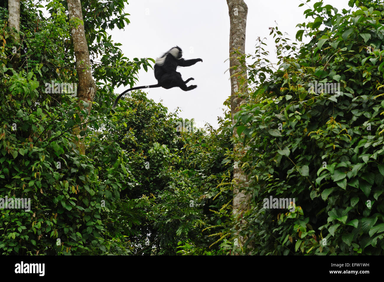 Monkey tree black and white hi-res stock photography and images - Alamy