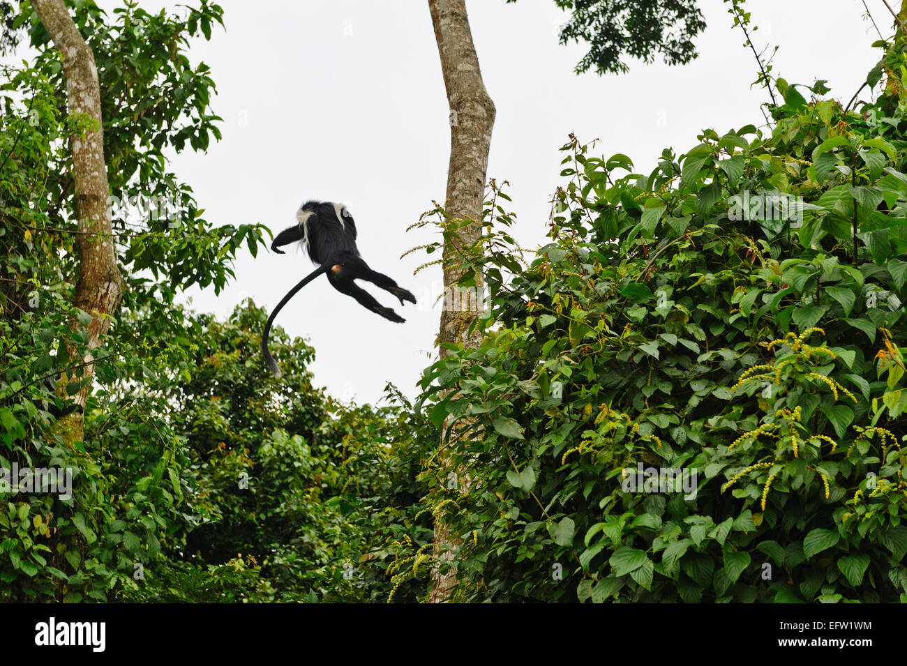 Monkey in the jump hi-res stock photography and images - Alamy