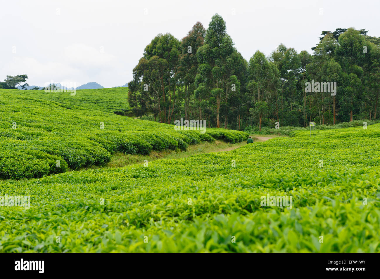 Tea plantation in Nyungwe Forest National Park. Rwanda Stock Photo - Alamy