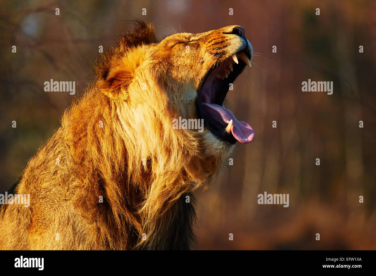 Lion Snarl Side