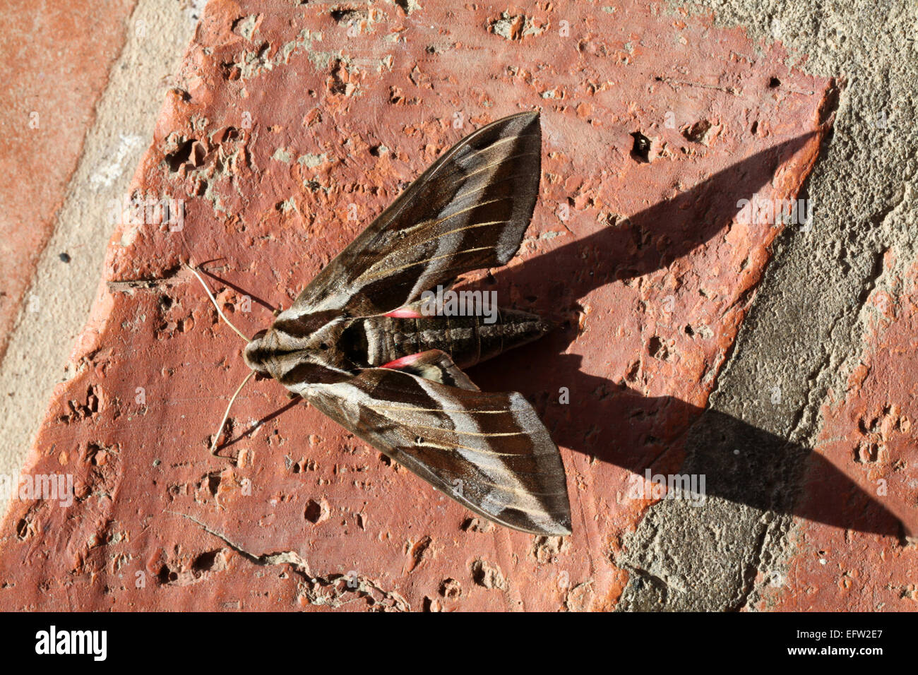 A large brown Hawk Moth resting on a brick floor background Stock Photo ...
