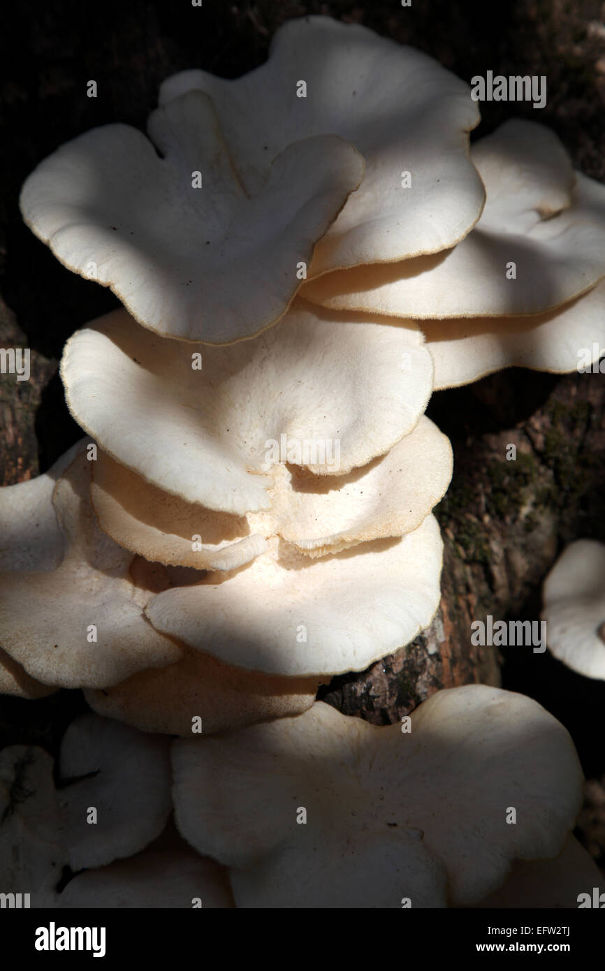 A large white fungus covering a tree trunk in the Caribbean Stock Photo ...