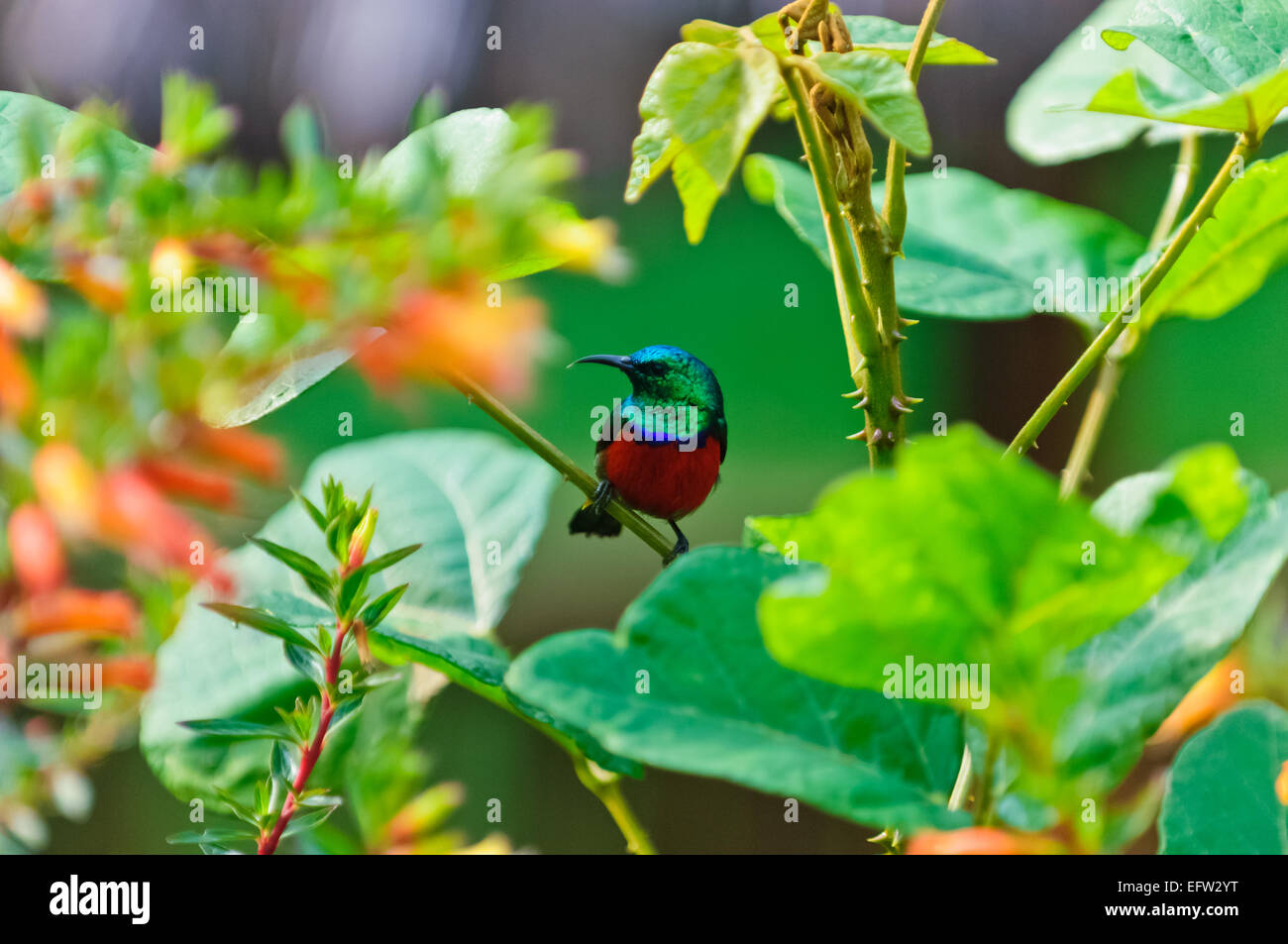 Marico sunbird hi-res stock photography and images - Alamy