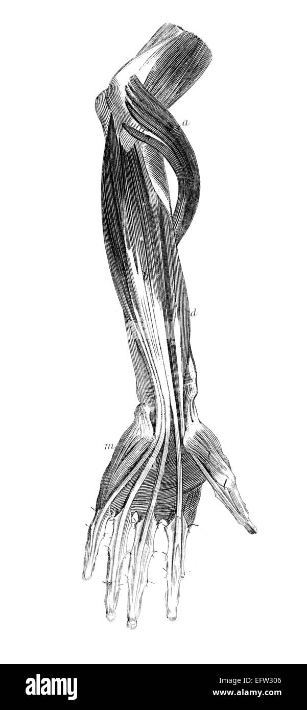 Victorian engraving of the muscles of the human arm. Digitally restored ...