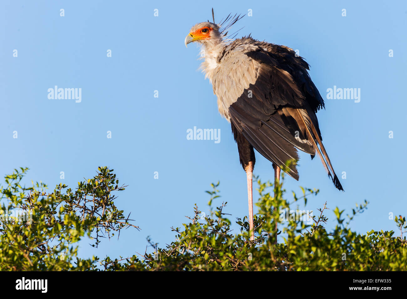 The Secretary Bird (Sagittarius serpentarius Stock Photo - Alamy