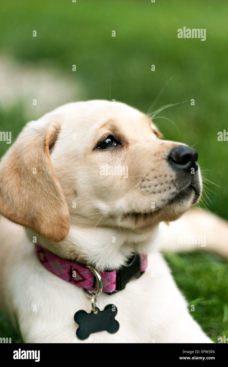 Cute Yellow Lab Puppy Stock Photo - Alamy