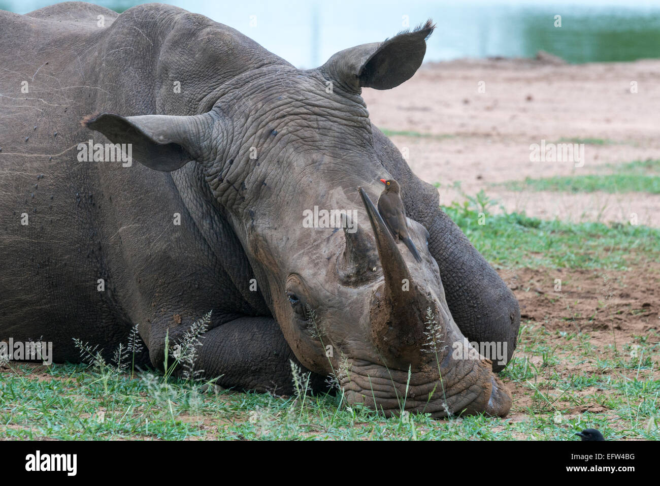 White rhinoceros (Ceratotherium simum) dozing a Red-billed Oxpecker ...