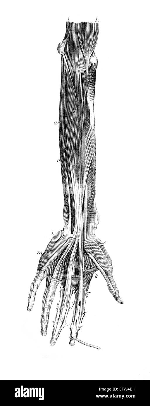 Vintage engraving anatomy human hand hi-res stock photography and ...