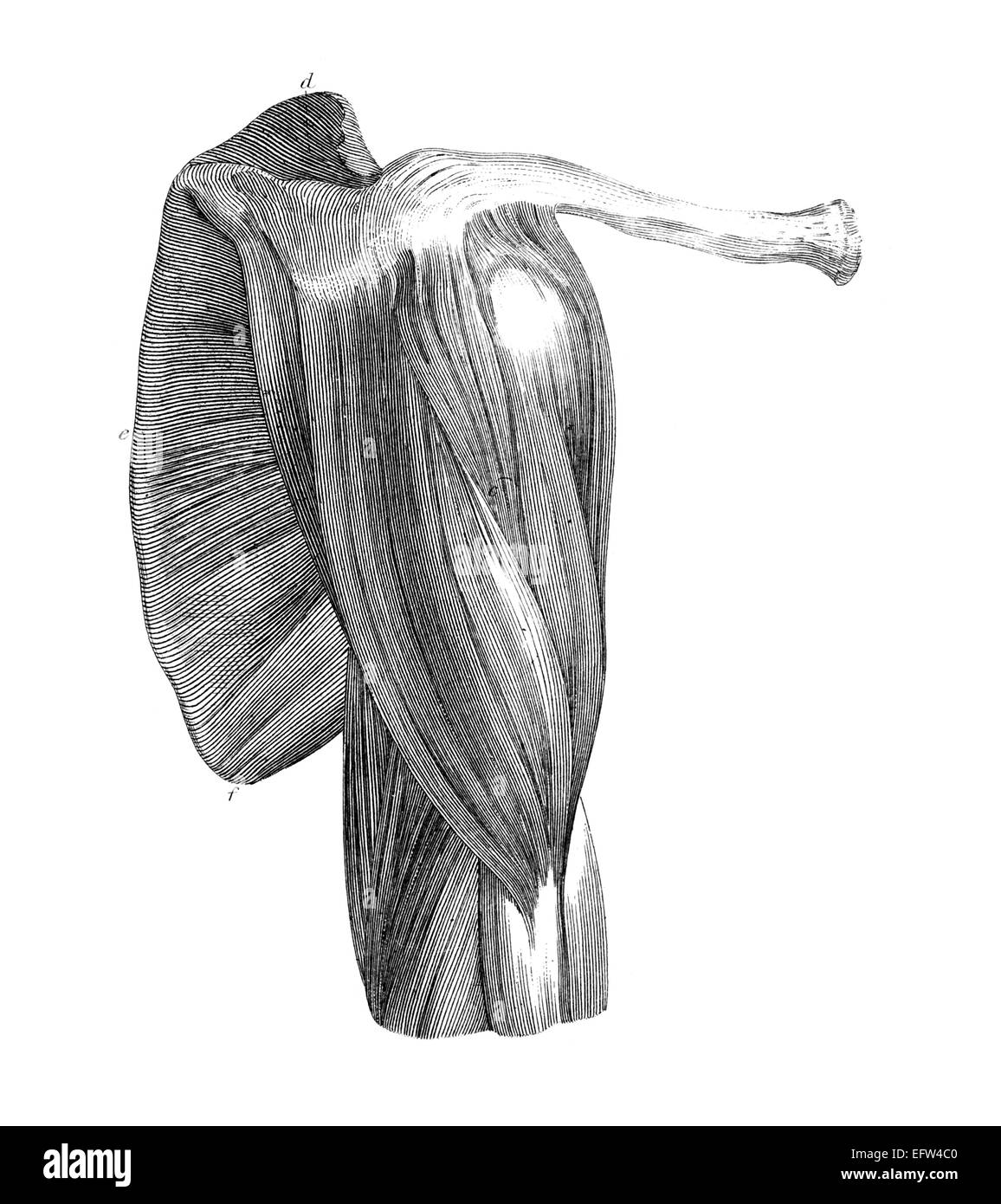 Anatomy illustration victorian High Resolution Stock Photography and ...