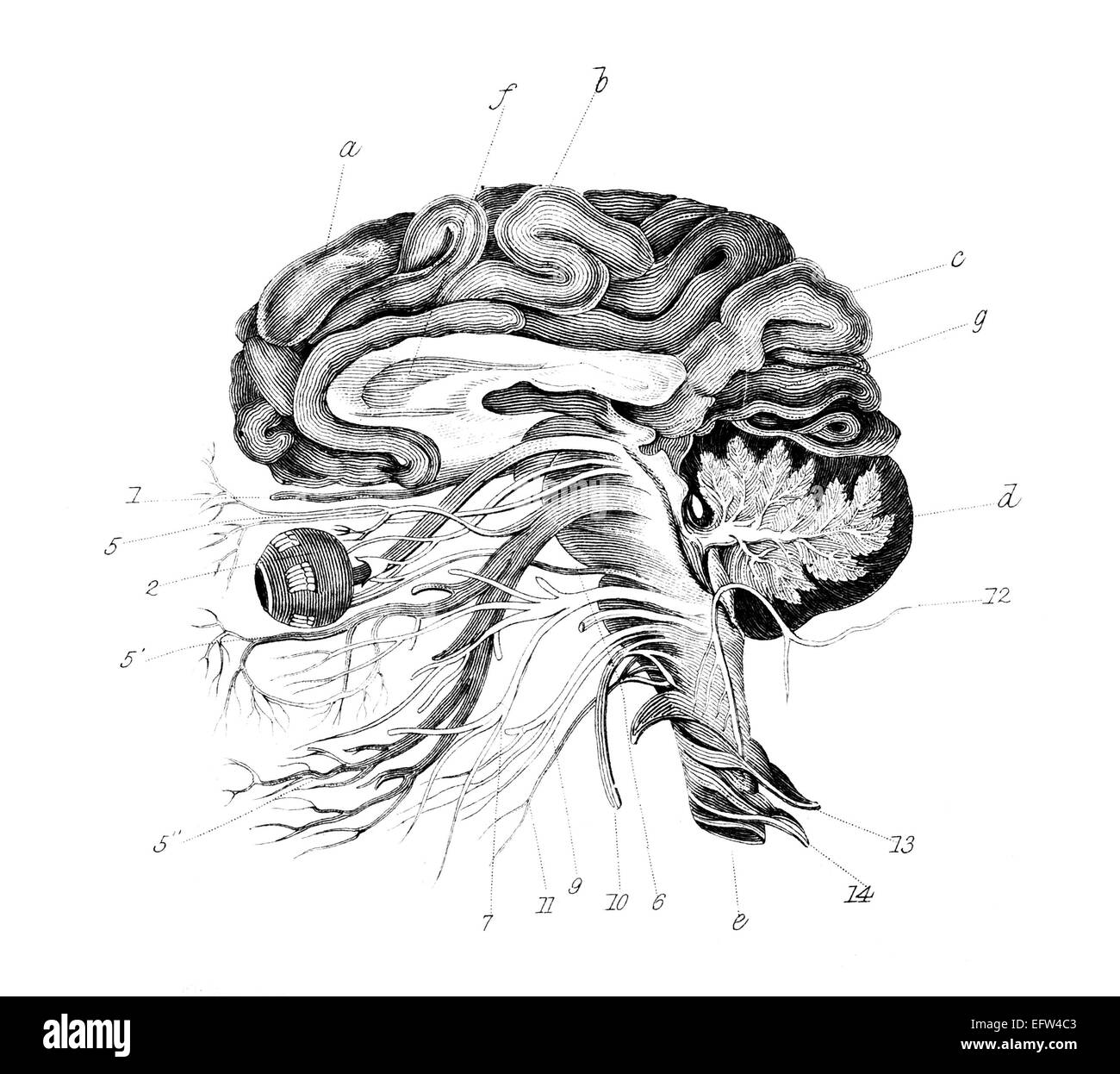 Brain cross section drawing hi-res stock photography and images - Alamy