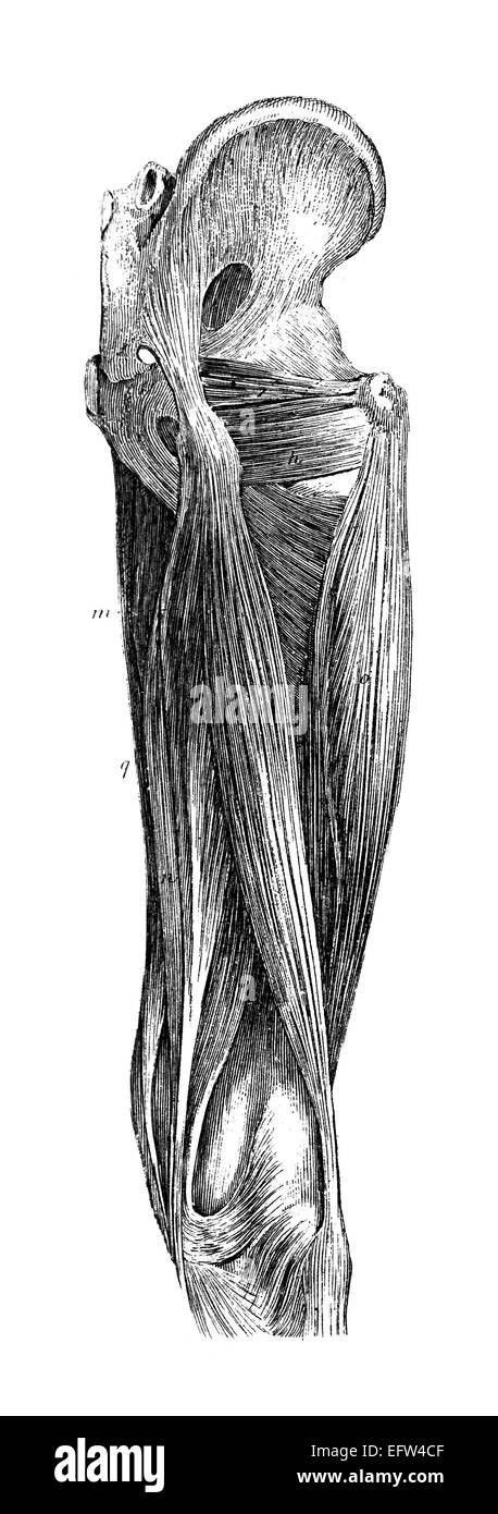 Muscles of the pelvis hi-res stock photography and images - Alamy
