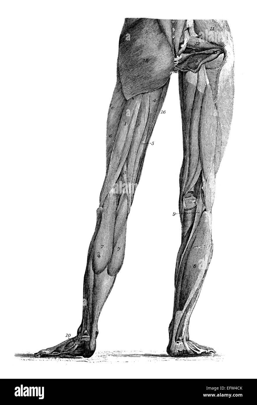 Human legs anatomy hi-res stock photography and images - Alamy