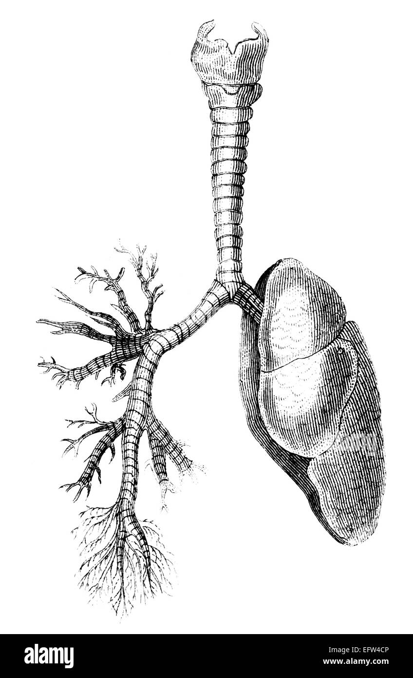 Book lungs hi-res stock photography and images - Alamy