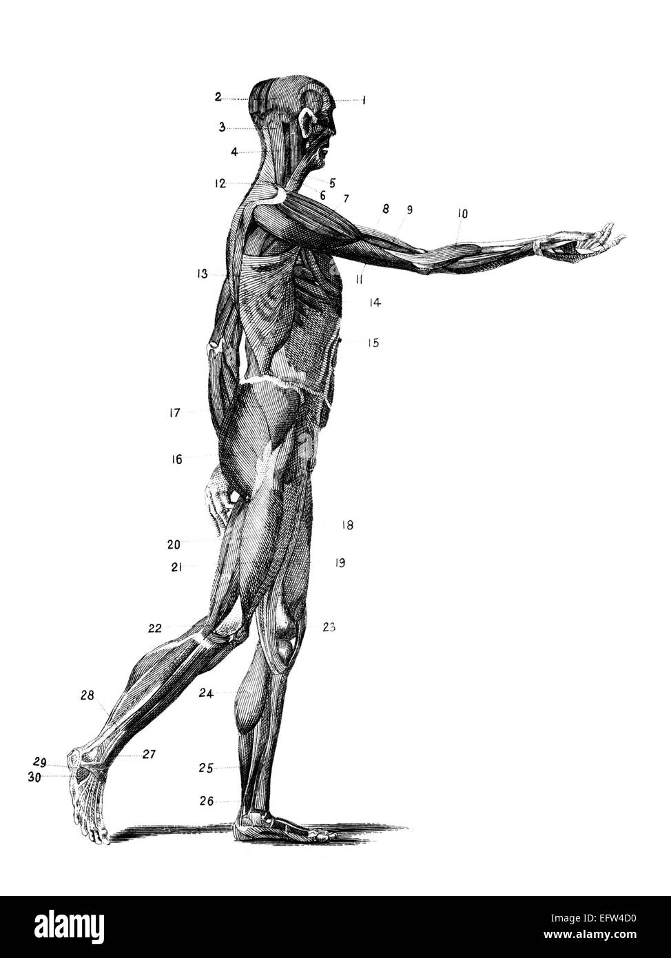 Human body muscles diagram hi-res stock photography and images - Alamy