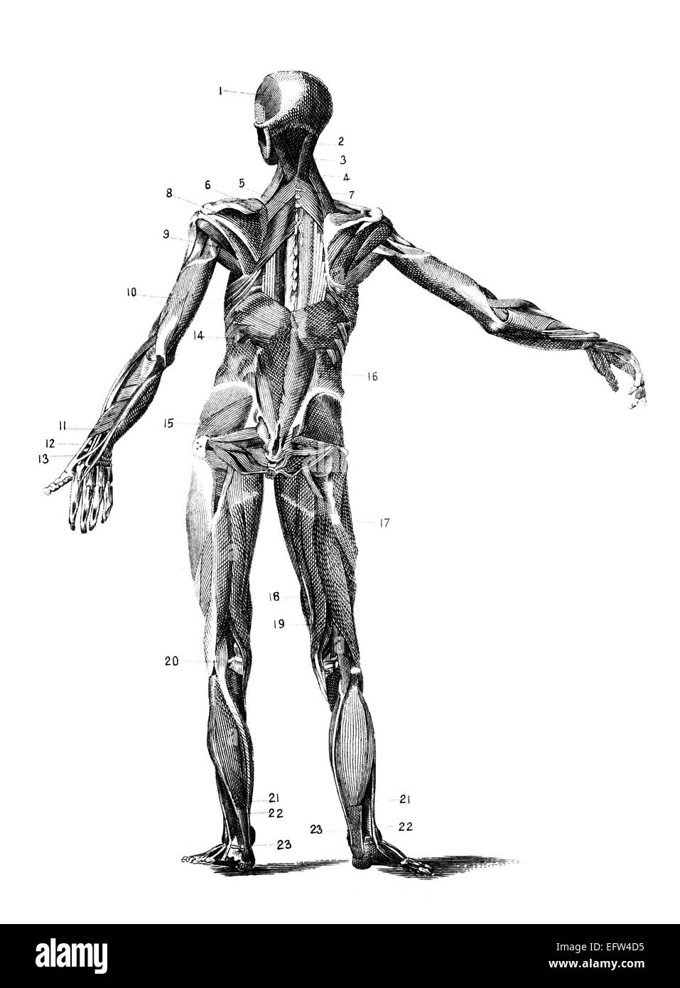 The muscles of the human body Cut Out Stock Images & Pictures - Alamy