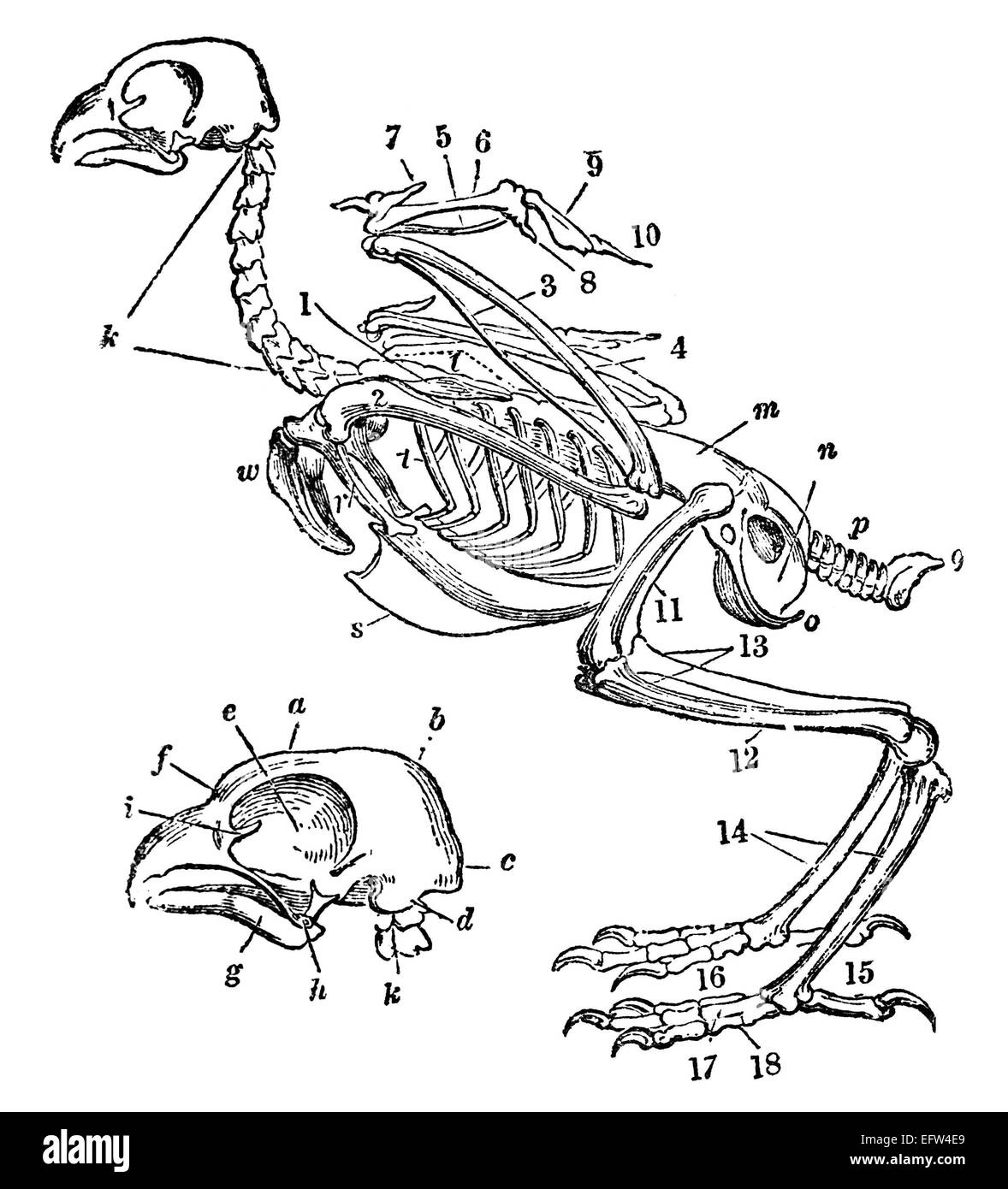 Bird Skeleton Diagram