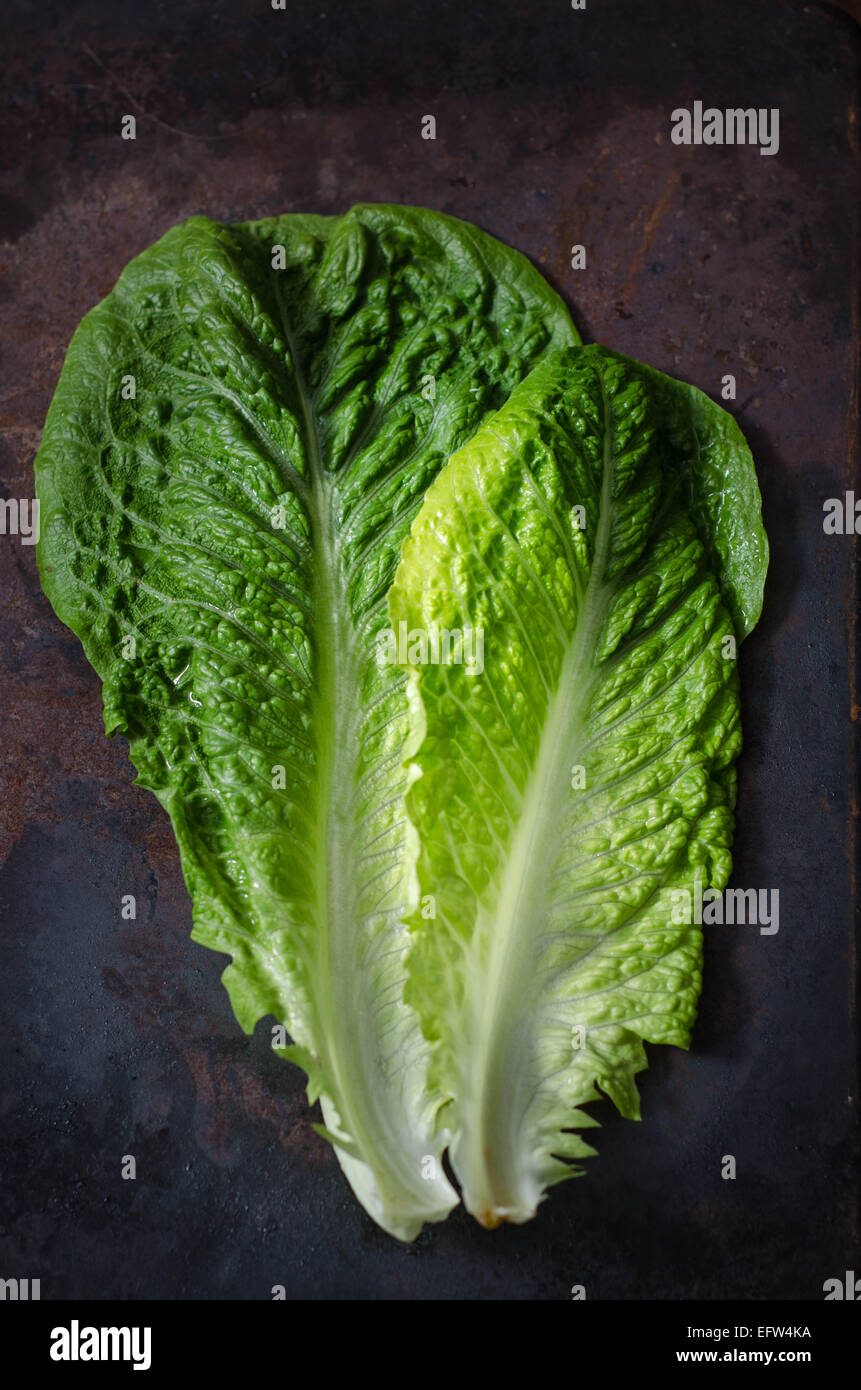 romaine lettuce leaves on a dark background Stock Photo - Alamy