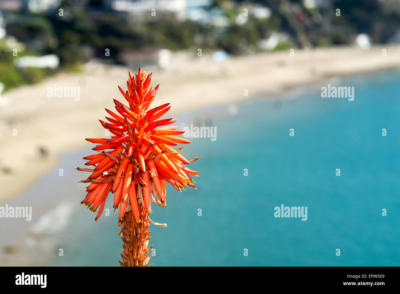 A bright orange Aloe Vera cactus bloom framed against a beautiful beach ...