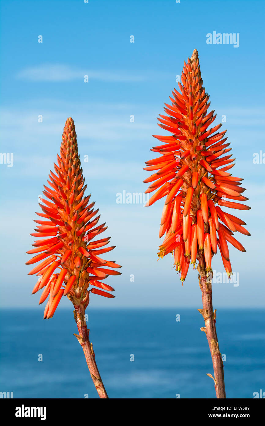 Bright orange Aloe Vera cactus blooms framed against a beautiful blue ...