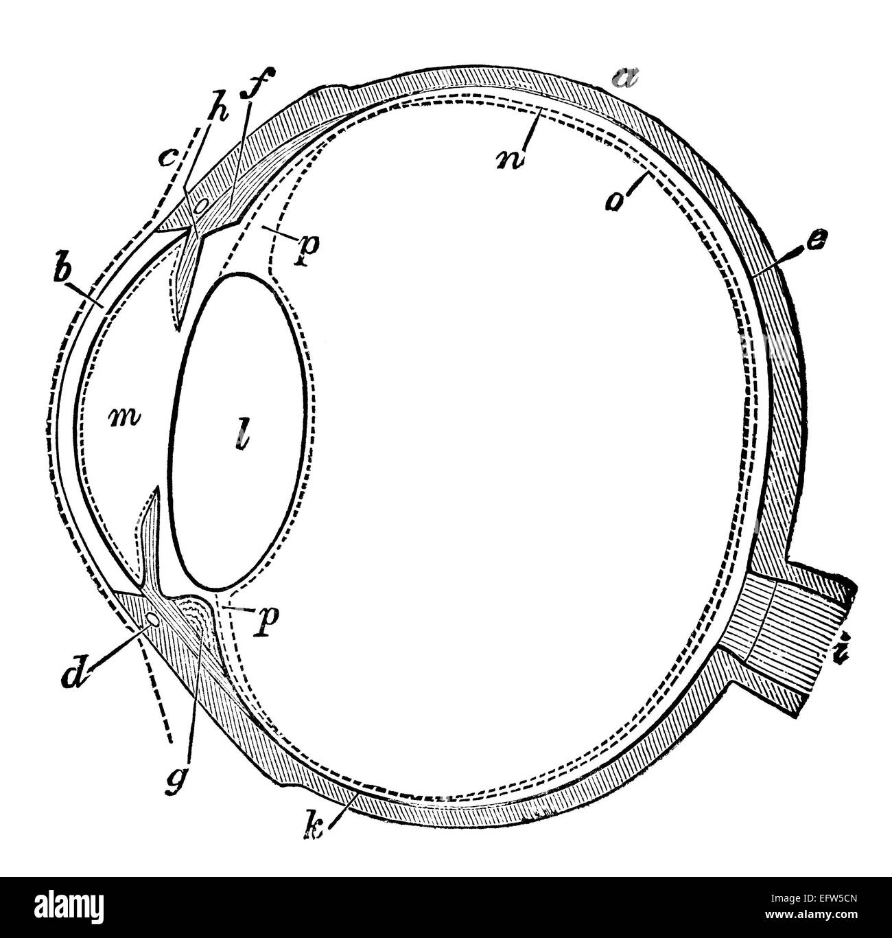 Anatomy eye Cut Out Stock Images & Pictures - Alamy