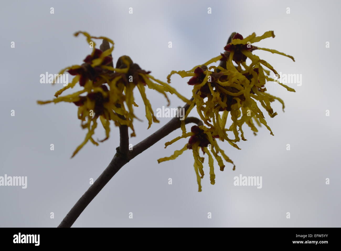 yellow red bud, flower, Grey background Stock Photo - Alamy
