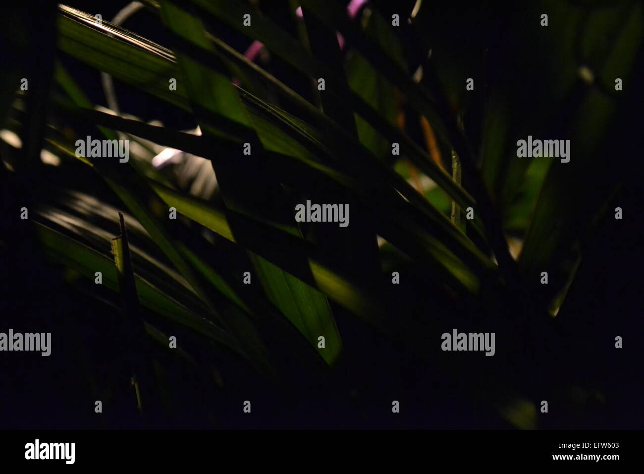 jungle, plants, abstract Stock Photo - Alamy